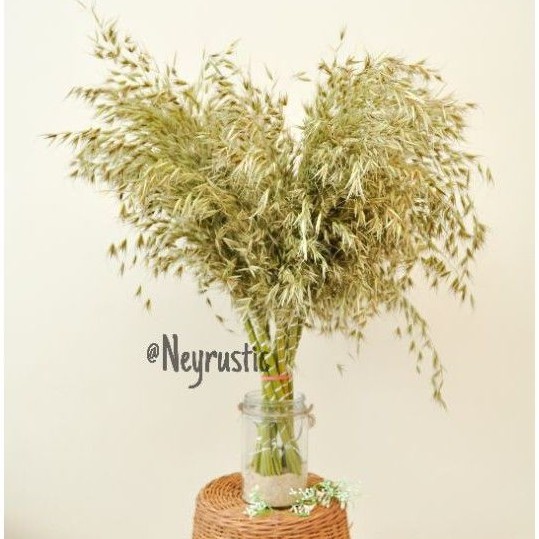 Jual BUNGA PADI-PADIAN / DRIED FLOWER / BUNGA KERING / PAMPAS JANGKRIK ...