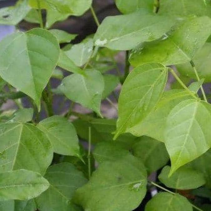 Jual Best Produk] Daun Dadap Serap Daun Dadap Serep Segar Perhelai ...