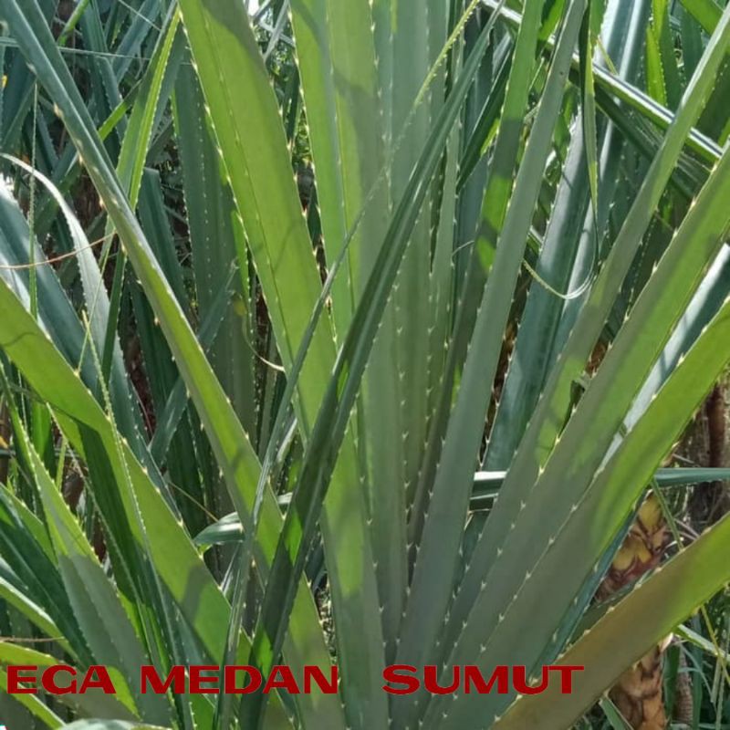 Jual Tanaman Hidup Pandan Hutan Berduri | Shopee Indonesia