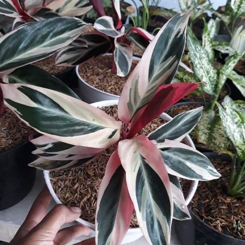 Jual TANAMAN hias bunga calathea multicolor merah putih | Shopee Indonesia