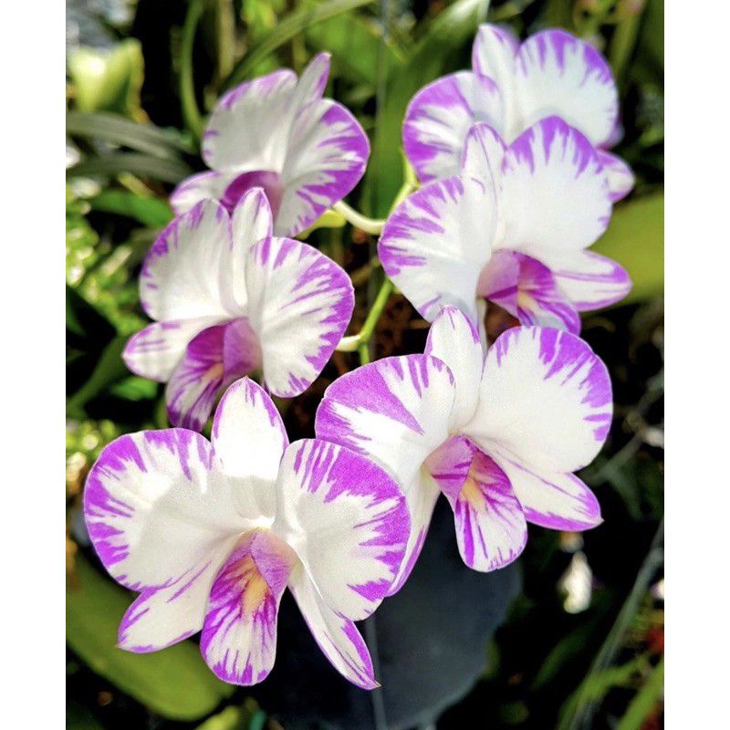 Jual Seedling anggrek dendrobium enobi splash-tanaman hidup-bunga hidup ...