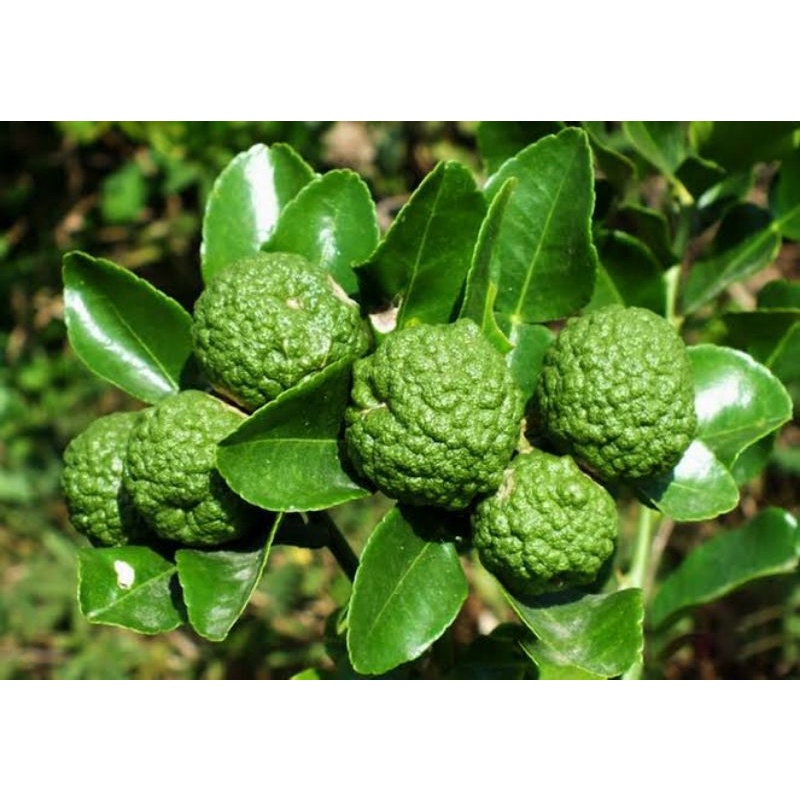 Jual Jeruk purut atau jeruk pecel | Shopee Indonesia