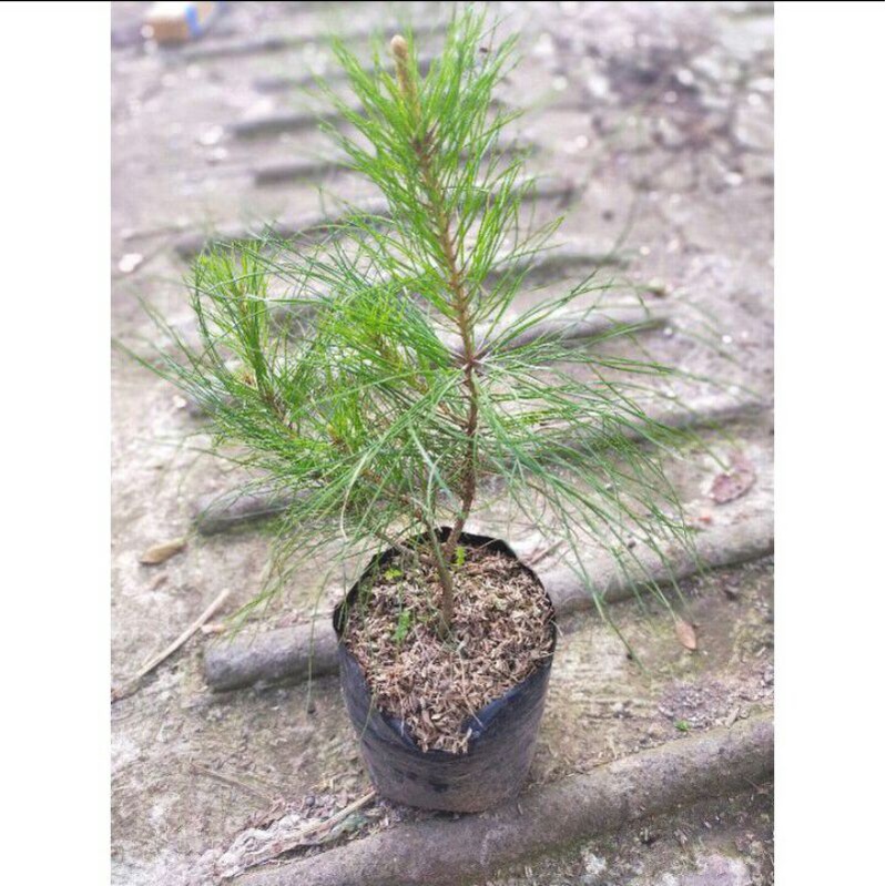 Jual Bibit Tanaman hias pohon pinus | Shopee Indonesia