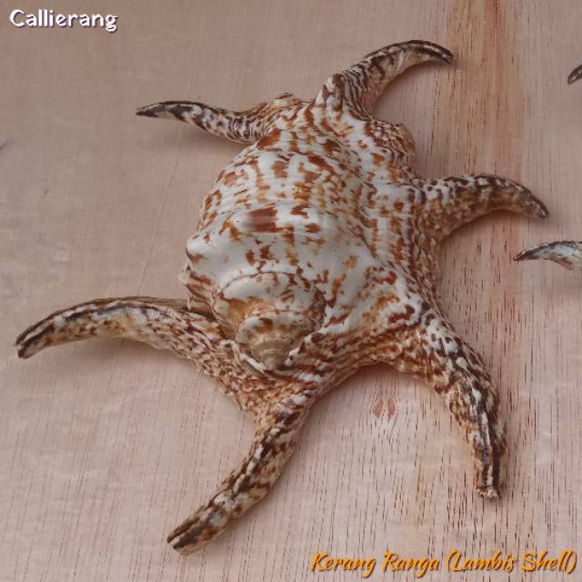 Jual Kulit Kerang / Cangkang Kerang Ranga - Lambis Shell | Shopee Indonesia