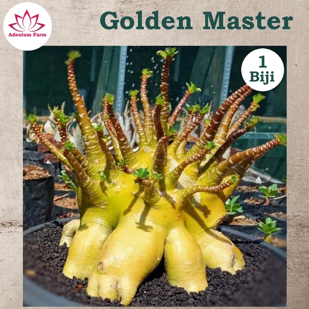 Jual Benih Biji Adenium GOLDEN MASTER | Shopee Indonesia