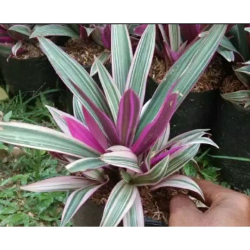 Jual pohon adam hawa kaligata. | Shopee Indonesia