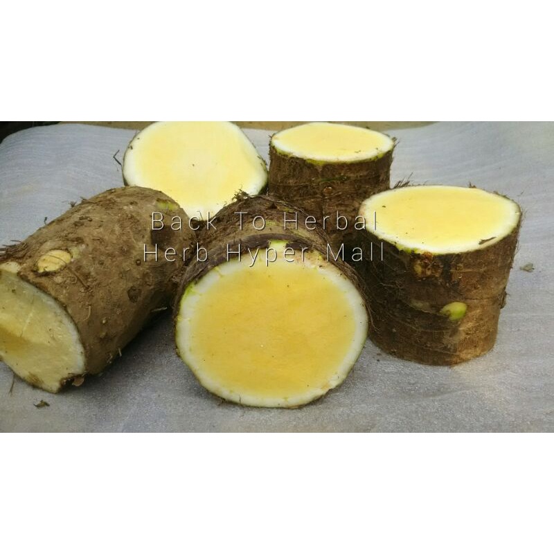 Jual UMBI TALAS BENENG ASLI SUPER JUMBO 1kg | Shopee Indonesia