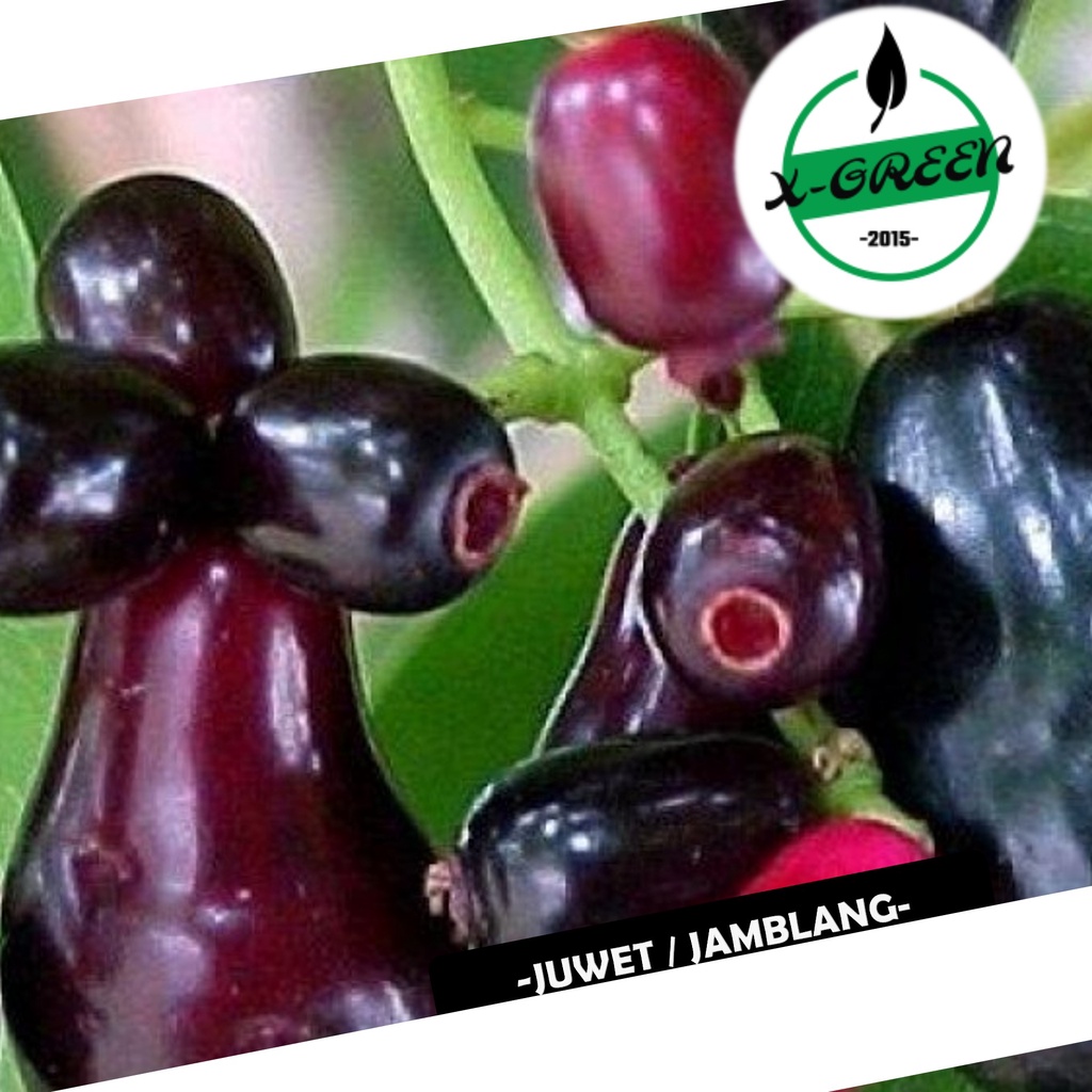 Jual Pohon Buah Juwet, Jamblang - (X-Green) | Shopee Indonesia