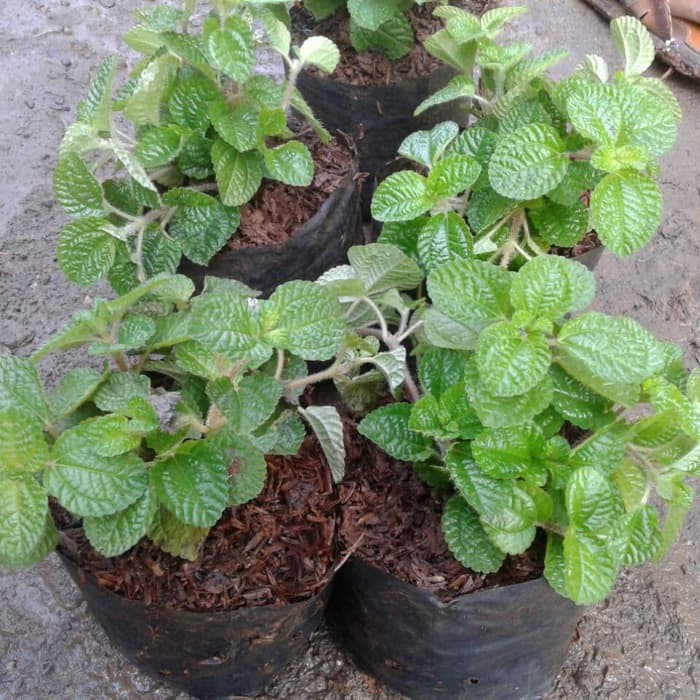 Jual Pohon Mint Kualitas Unggul | Daun Mint | Daun Peppermint | Shopee ...