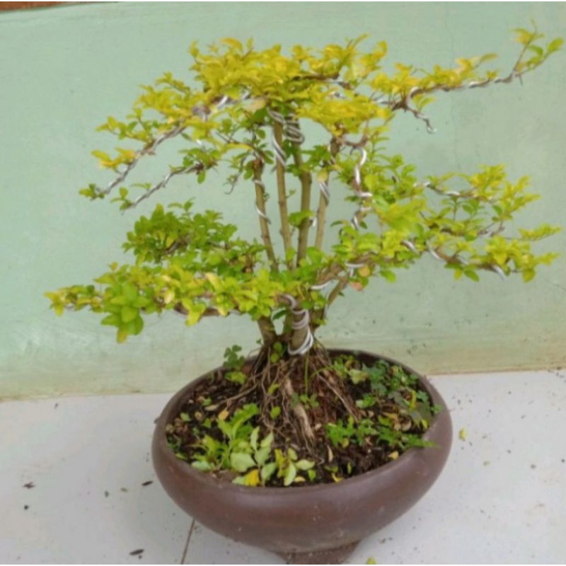 Jual Bonsai Legistrum Kuning / Golden Tanaman Hias Pohon Bonsai Kihujan ...