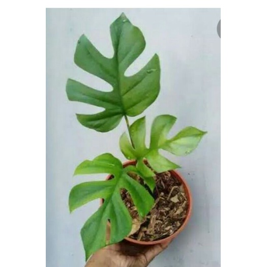 Jual monstera mini rapidhopora tetrasperma | Shopee Indonesia