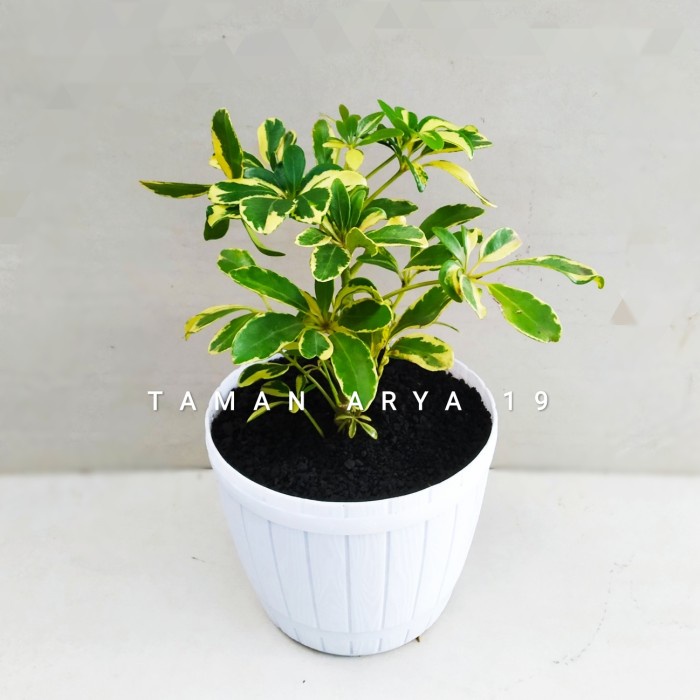 Jual Tanaman hias walisongo / Tanaman hias hidup / bunga hidup murah ...