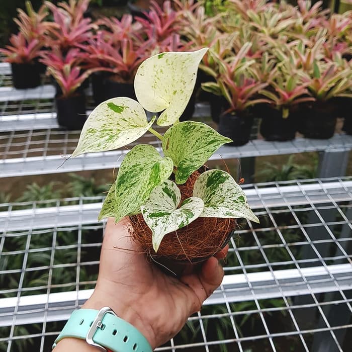 Jual Epipremnum Aureum / Pothos 'Marble Queen' - Tanaman Hias / indoor ...