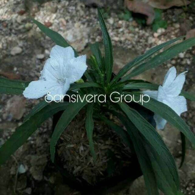 Jual Tanaman Bunga Ruellia Putih / Rawelia Mini | Shopee Indonesia