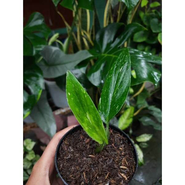 Jual Monstera standleyana varigata putih | Shopee Indonesia