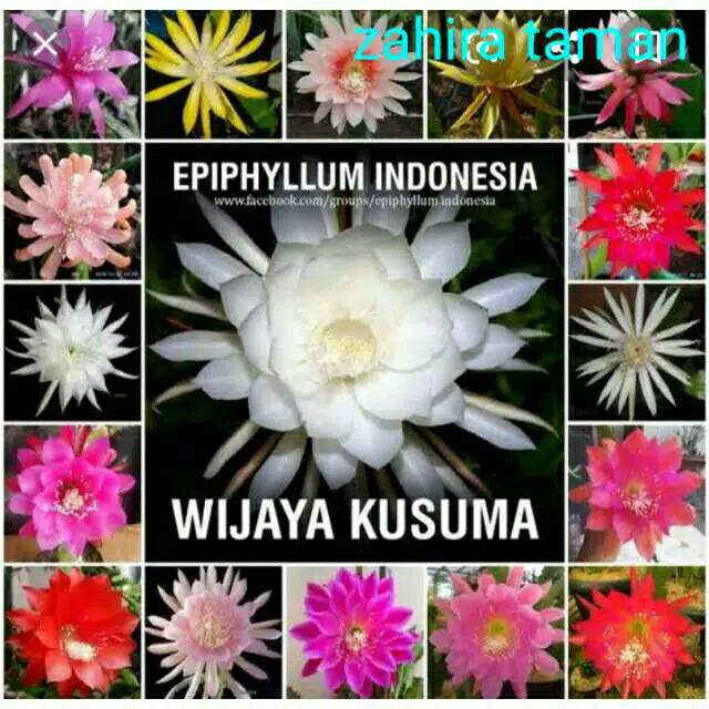 Jual Tanaman Wijaya Kusuma Paket 17 pohon-paket murah tanaman wijaya ...