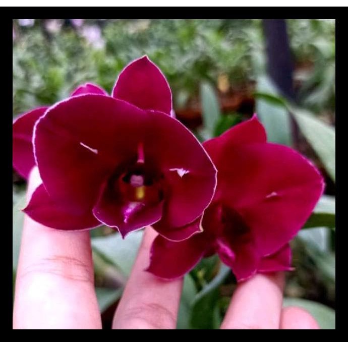 Jual Anggrek Dendrobium Nara Red Dewasa terlaris dan termurah | Shopee ...
