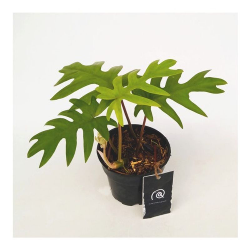 Jual (BISA COD ) Tanaman Hias Monstera Jari / Janda Bolong / Philo ...