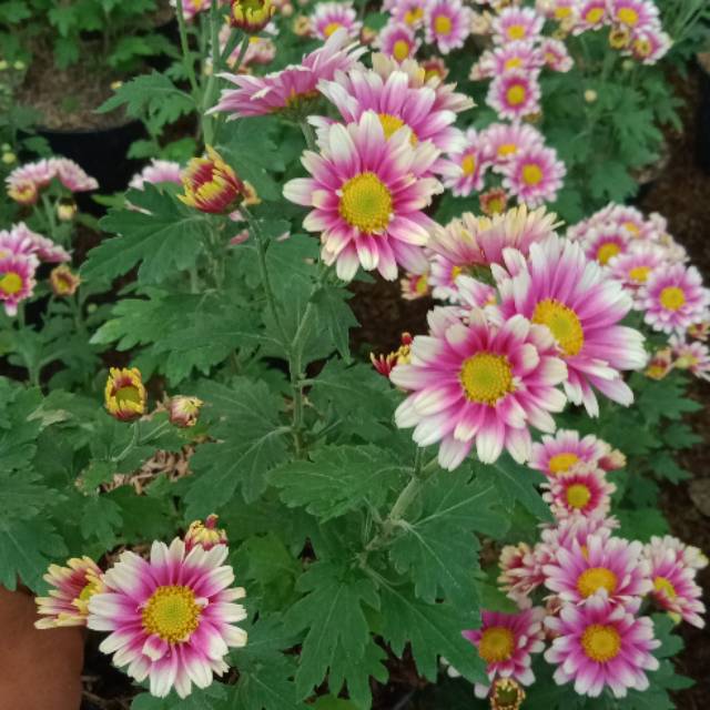 Jual Tanaman hias Chrysan/aster(Batik) | Shopee Indonesia