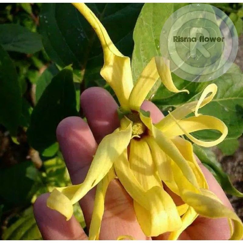 Jual POHON KENANGA ( POHON BUNGA KENANGA ) / TANAMAN HIAS | Shopee ...