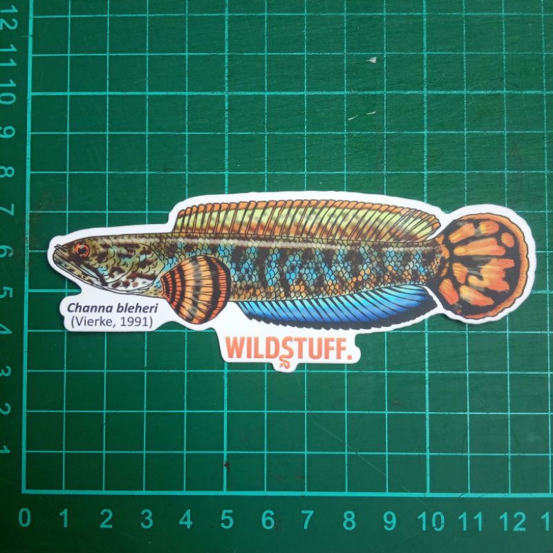 Jual Sticker Wildstuff original Channa bleheri | Shopee Indonesia
