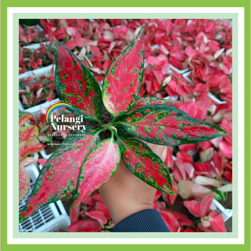 Jual Aglonema Red Garuda/Aglaonema Red Garuda/Ruby Garuda/Red Anjamani ...