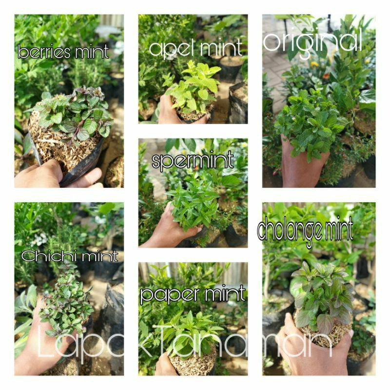 Jual Tanaman Paket Hemat 7 Macam Daun Mint | Shopee Indonesia Jual Tanaman Paket Hemat 7 Macam Daun Mint | Shopee Indonesia