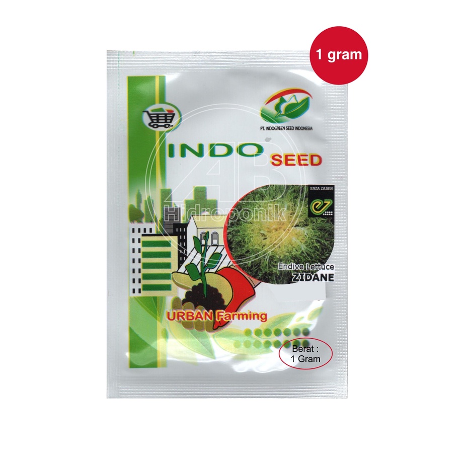 Jual Benih Selada Endive Zidane Enza Zaden Indo Seed Isi 1 Gram ...