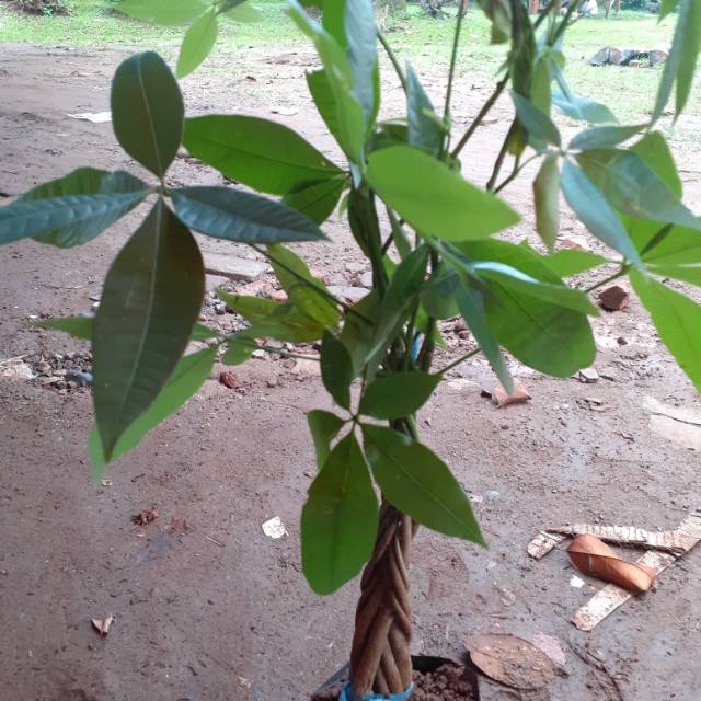 Jual Pohon sadeng kepang 9 | Shopee Indonesia