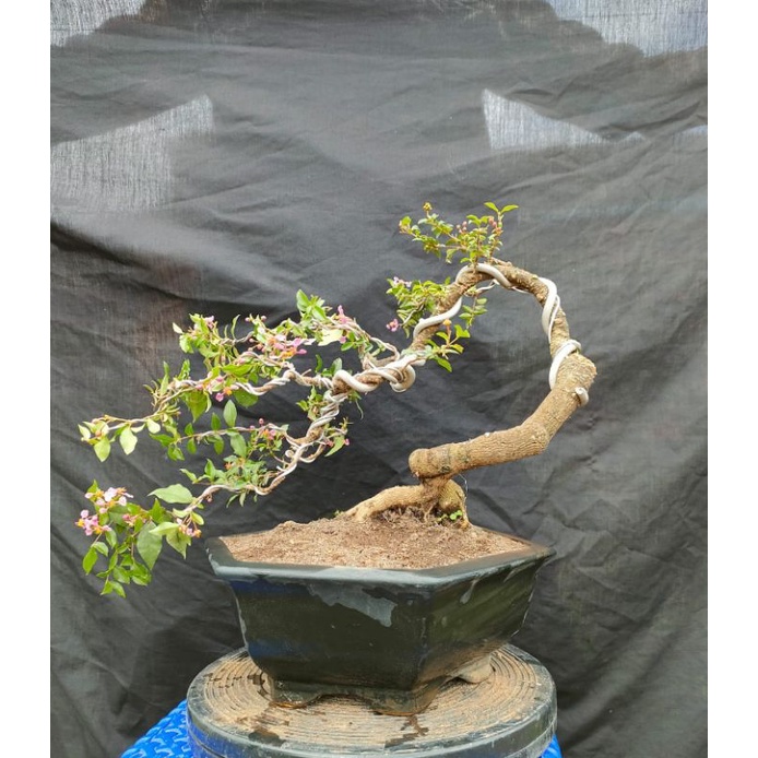 Jual Bonsai Mirten Sakura Bonsai Sakura Micro | Shopee Indonesia