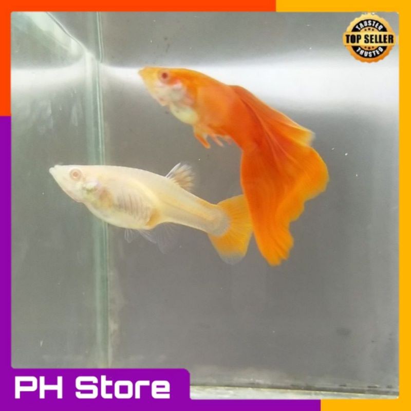 Jual Ikan Guppy AFR Albino Full Red Mata merah sepasang jantan & betina | Shopee Indonesia