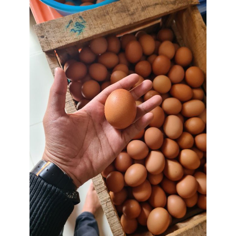 Jual Telur Ayam Fresh 1 Kg Khusus Bandung | Shopee Indonesia