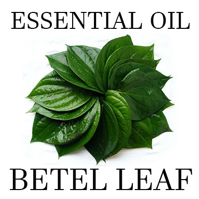 Jual Betel Leaf / Daun Sirih Essential Oil 100% (30 cc) | Shopee Indonesia