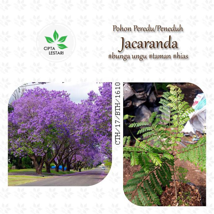 Jual C5T Bibit Pohon Jacaranda Tanaman Bunga Ungu Hias Jakaranda ...