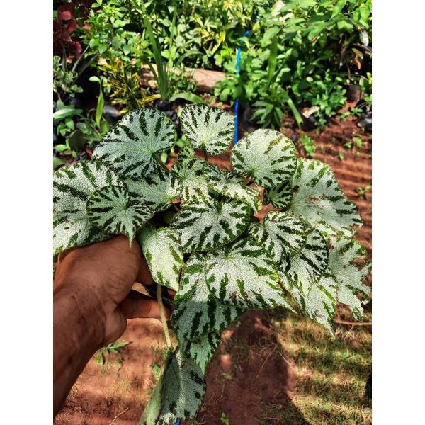 Jual TANAMAN BEGONIA MOSS CARPET | Shopee Indonesia