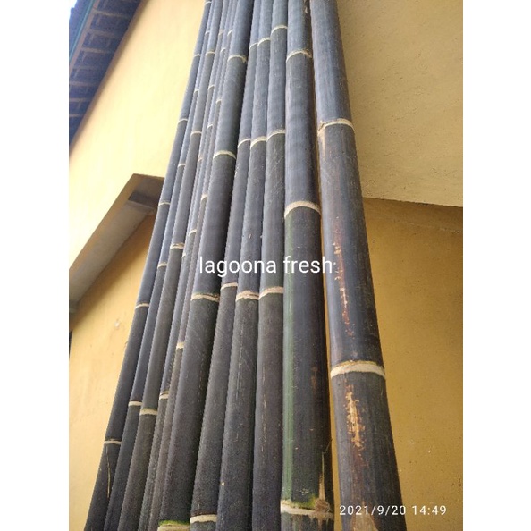 Jual bambu hitam/bambu wulung 100 cm original | Shopee Indonesia