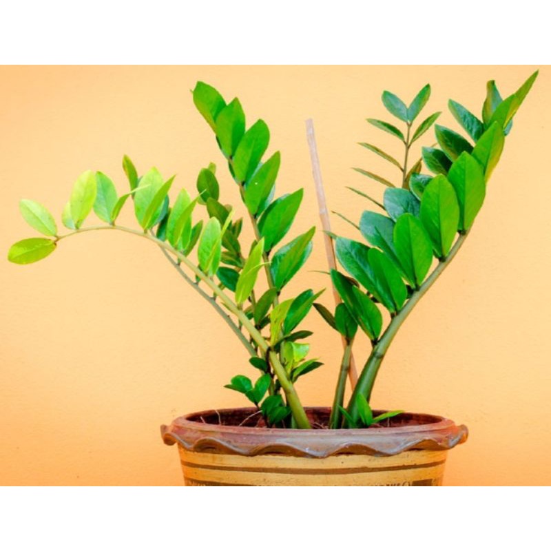 Jual tanaman indoor zamia / daun dollar / pohon rejeki | Shopee Indonesia