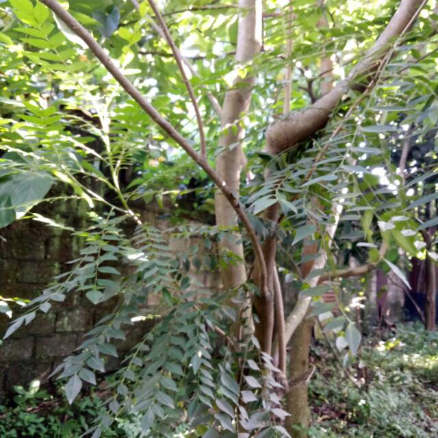 Jual 250 & 500 gr Daun Salam Koja / Kari / Temurui Segar | Shopee Indonesia