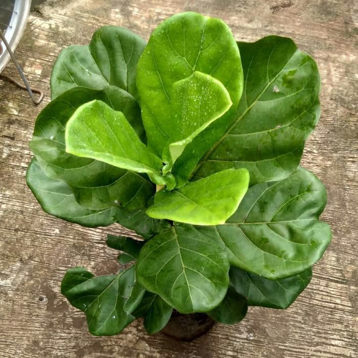 Jual promo!!! Tanaman Hias Ketapang Biola Cantik - Bibit Pohon Biola ...