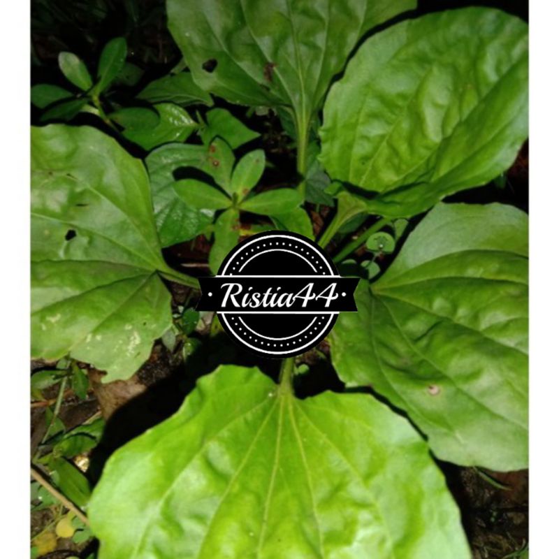 Jual Daun sendok atau daun Ki urat segar 300 gr | Shopee Indonesia