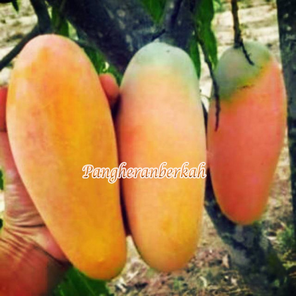 Jual BIBIT MANGGA COKANAN ASAL | Shopee Indonesia