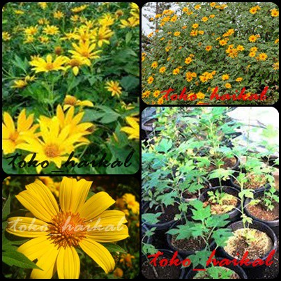 Jual biji mexican kembang bunga bulan kipait paitan tithonia ...