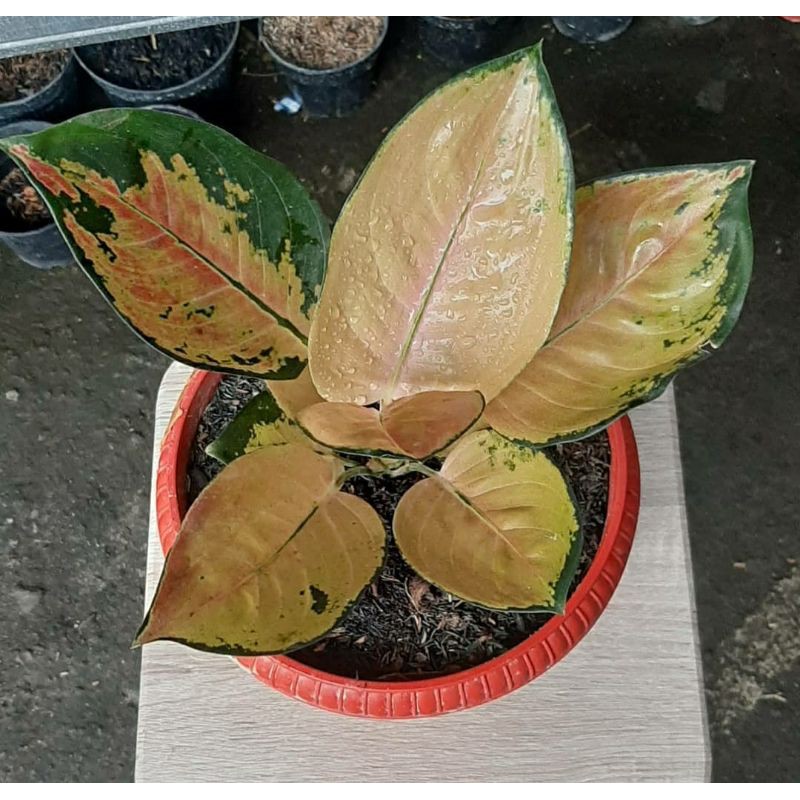 Jual Bongol Aglonema Sultan Brunei | Shopee Indonesia