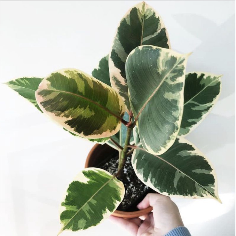 Jual tanaman ficus elastica variegata karet kebo varigata tanaman ...