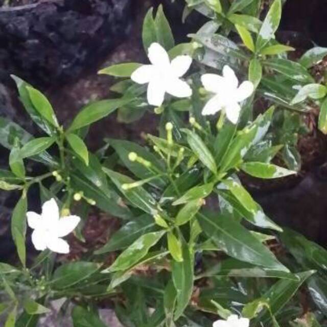Jual Bibit Bunga Melati Jepang | Shopee Indonesia