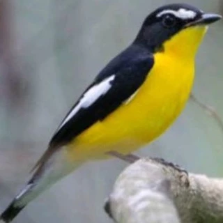 Jual Burung Sikatan Terlengkap & Harga Terbaru Mei 2024 | Shopee Indonesia