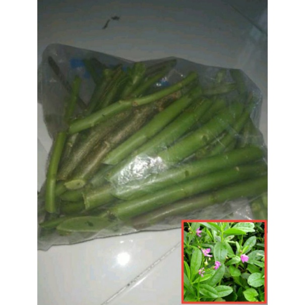 Jual Bibit stek ginseng Jawa (isi 50 batang) Bibit Gingseng Jawa ...