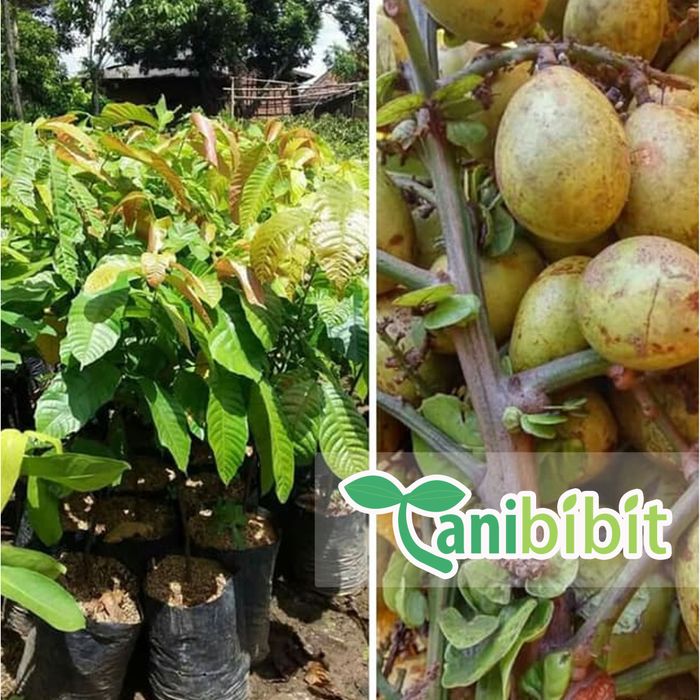 Jual Bibit Pohon Matoa 50cm-70cm - Tanaman Buah Matoa - Buah Langka | Shopee Indonesia