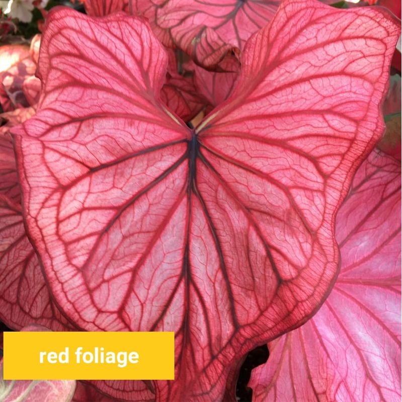 Jual Bunga Caladium red foliage ( bonggol ) | Shopee Indonesia