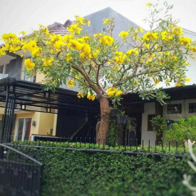 Jual Bibit tanaman hias tabebuya bunga kuning-bibit tabebuya kuning ...